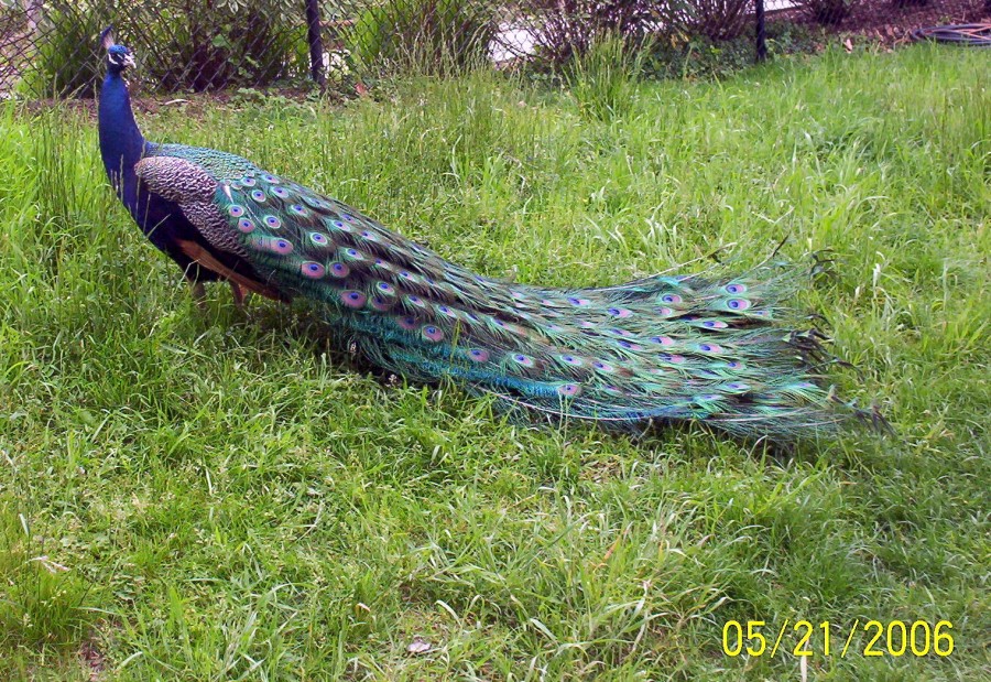 The Peacock: Poem, Feathers and Symbolism in My Life – Vocational ...